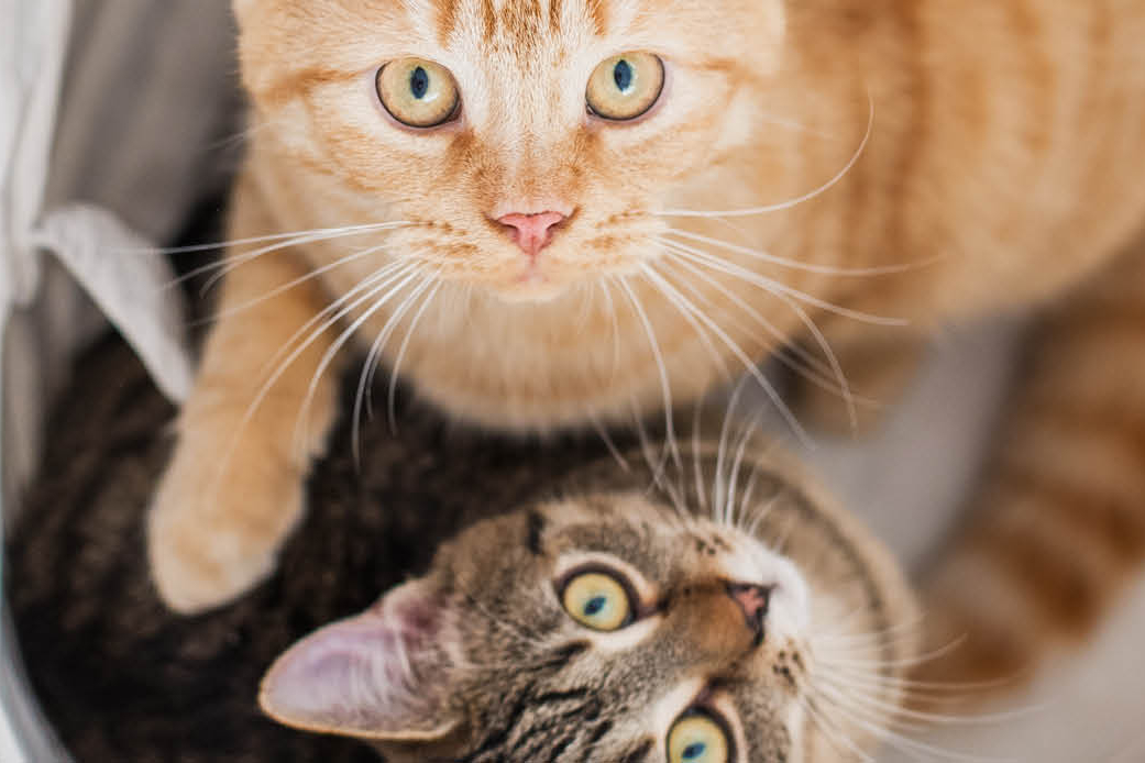 Gemeinsam lebt es sich leichter - Eine zweite Katze zieht ein: Landfuxx Bad Bevensen